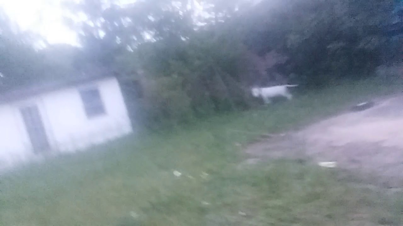Doggo Attack - YouTube