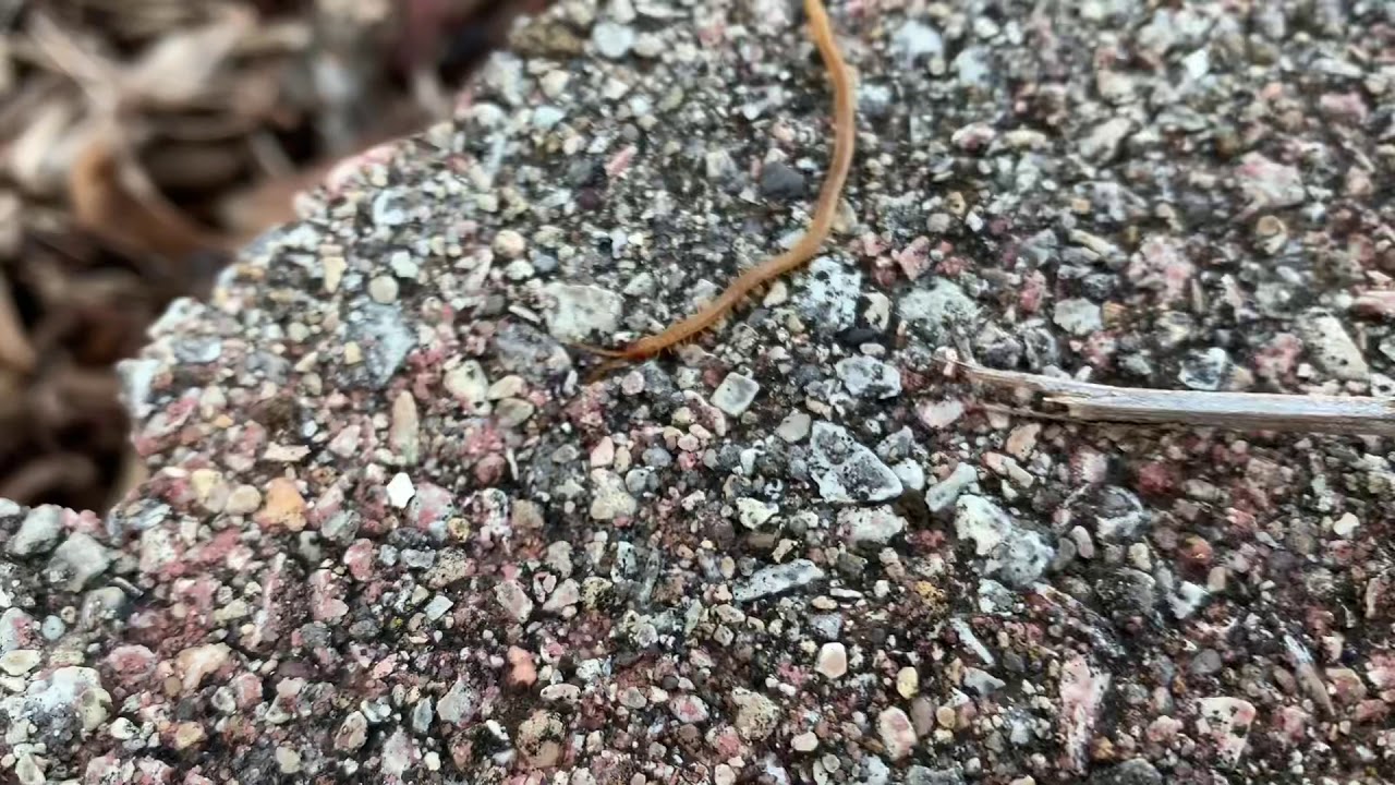 Backyard Herping Episode 3 - Soil Centipede - YouTube