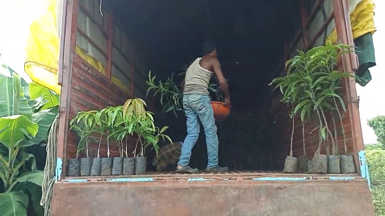 Ultra-High Density Plantation of Mango – New Technology for Increasing ...