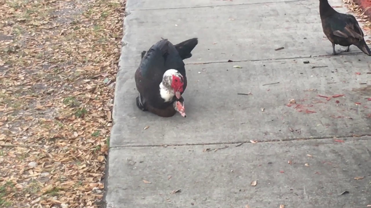Florida Invasive Muscovy Ducks Mating on Sidewalk in Fort Lauderdale ...