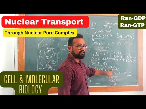 Cell and Molecular Biology | Transport Across Nuclear Pore Complex ...