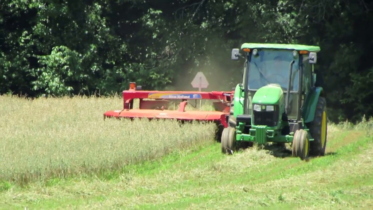 John Deere 5065M mowing Spring Oats for hay - YouTube