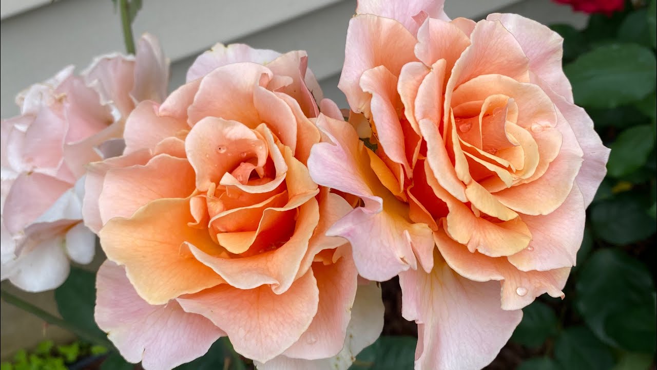 Brandy Hybrid Tea Rose 2nd Year June 2022 - YouTube