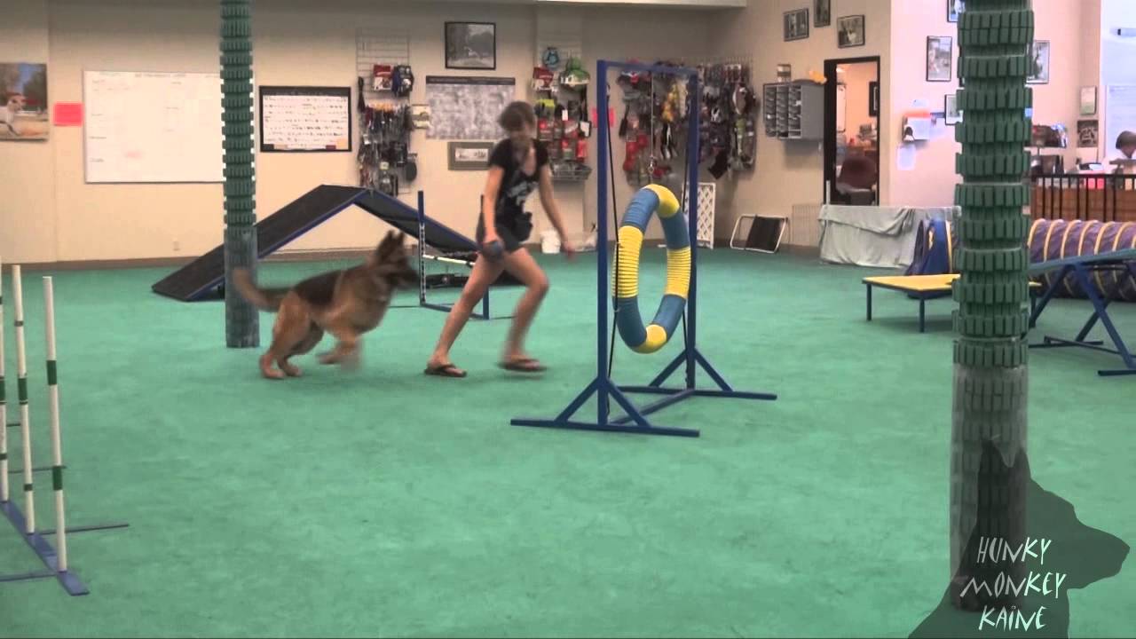 Agility Fun Runs 06/07/2013 - YouTube