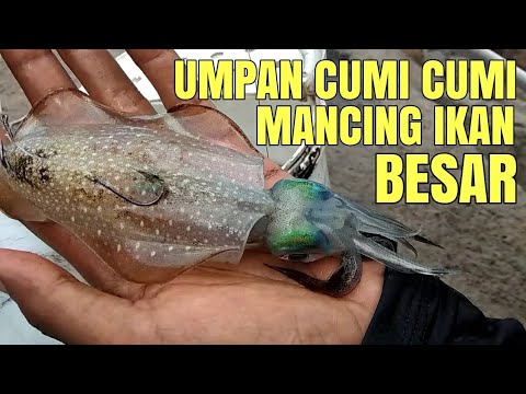 CARA PASANG UMPAN CUMI CUMI UNTUK MANCING IKAN BESAR DARI PINGGIRAN - YouTube