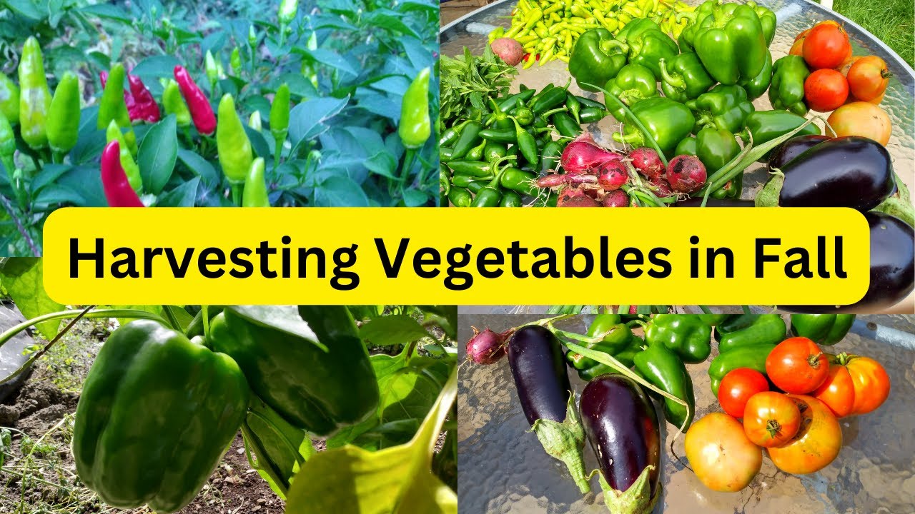 Harvesting Vegetables in Fall - YouTube