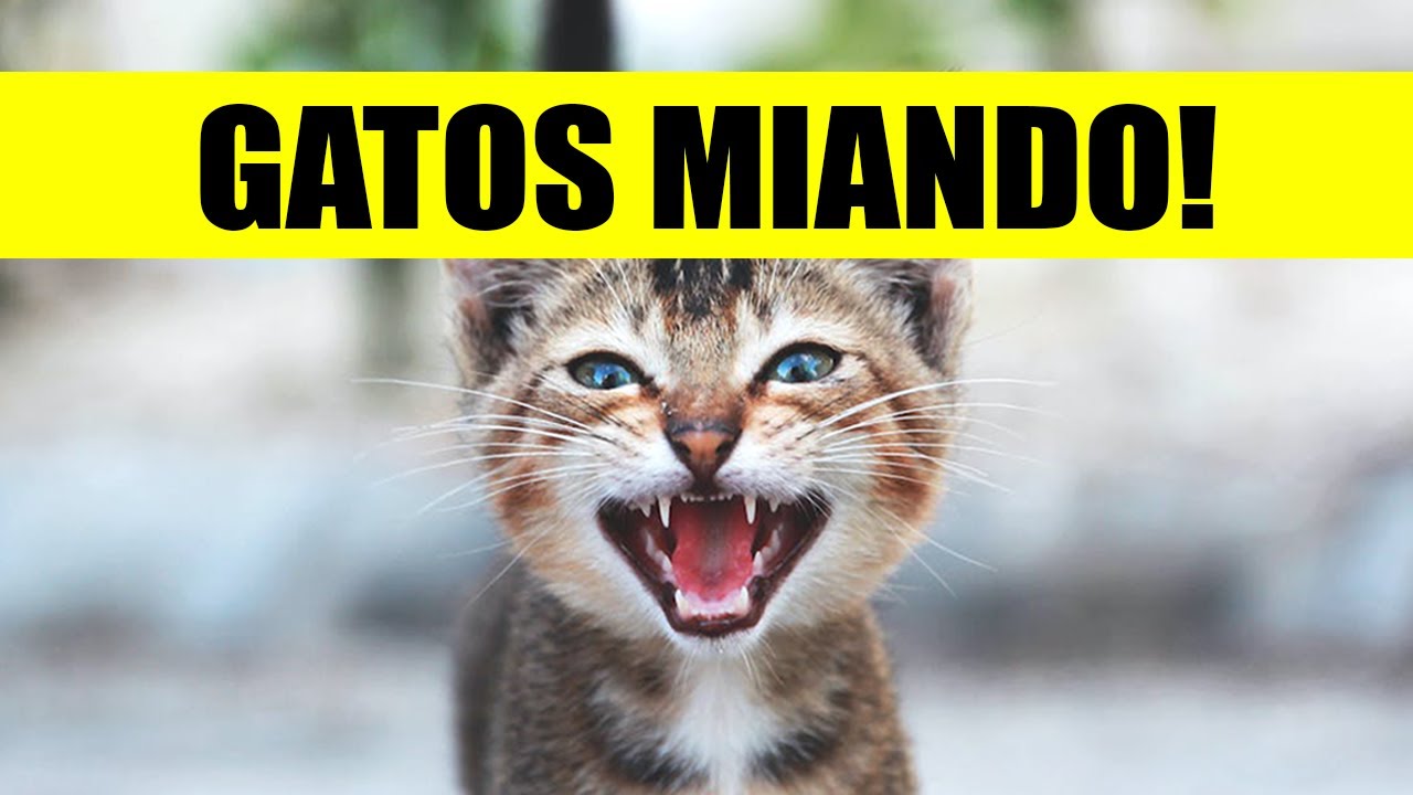 Melhores MIADOS de GATOS! Sessão de Miados Adoráveis e Engraçados ...