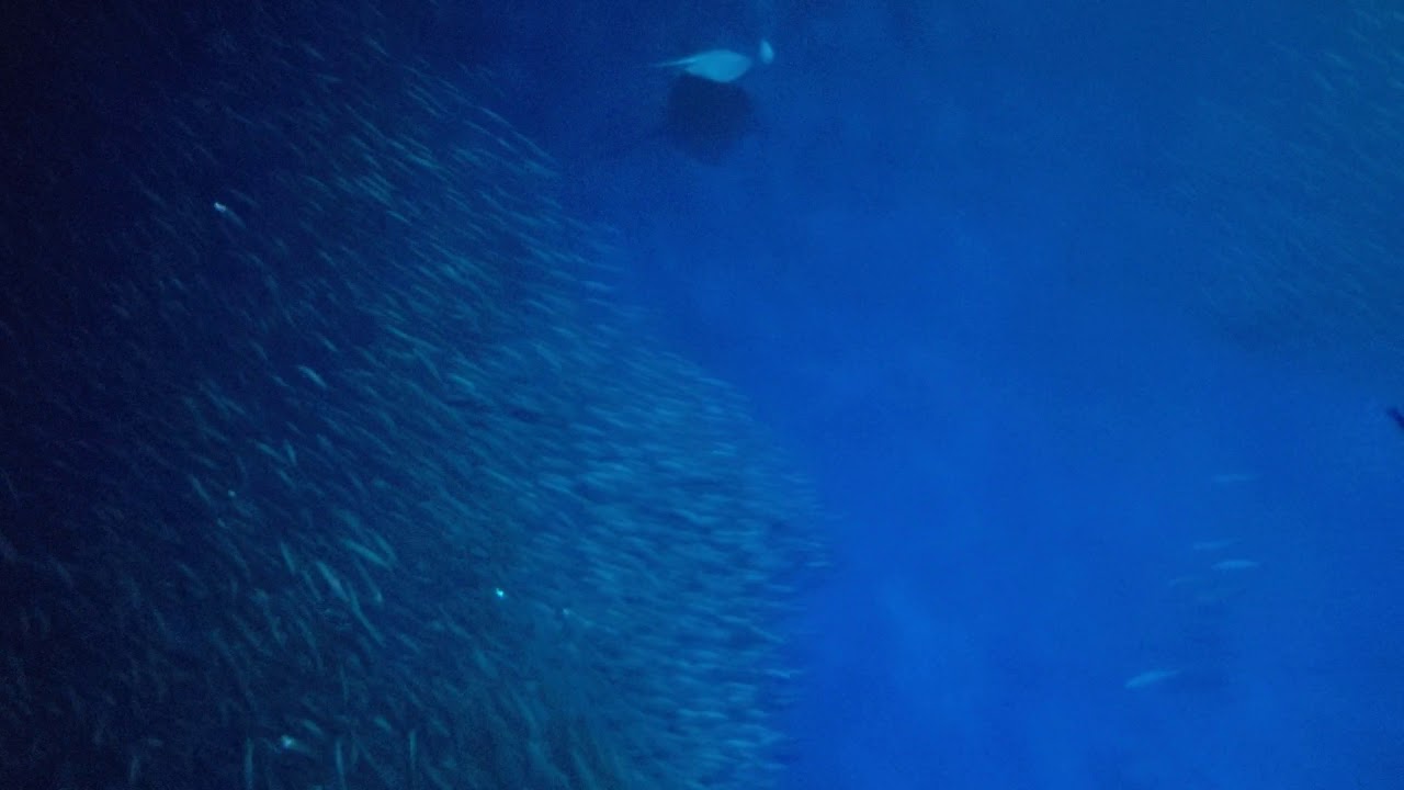 Schooling Anchovies 1 - YouTube