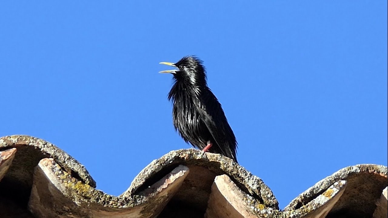 Spotless Starling Calling - YouTube