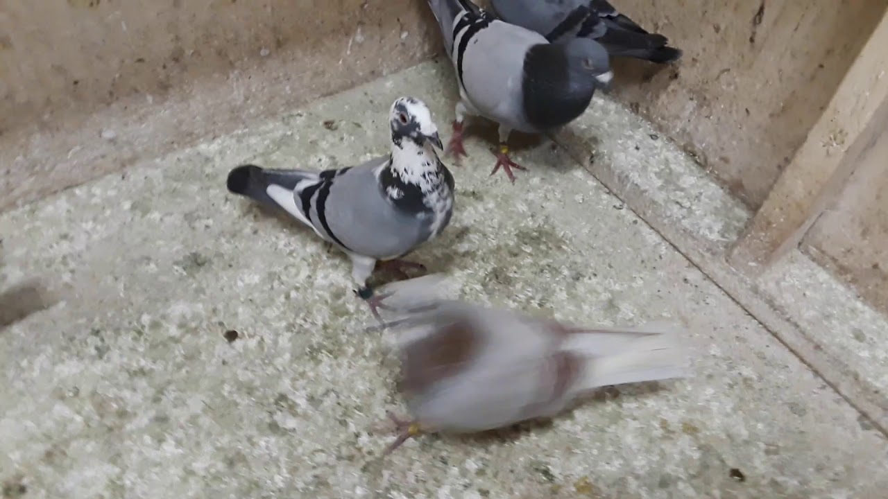 Racing Homers quick update 2020 plus a shout out. - YouTube