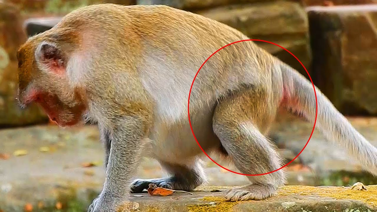 Checking Baby! Monkey Jane After Moving Belly and Mostly Giving New ...