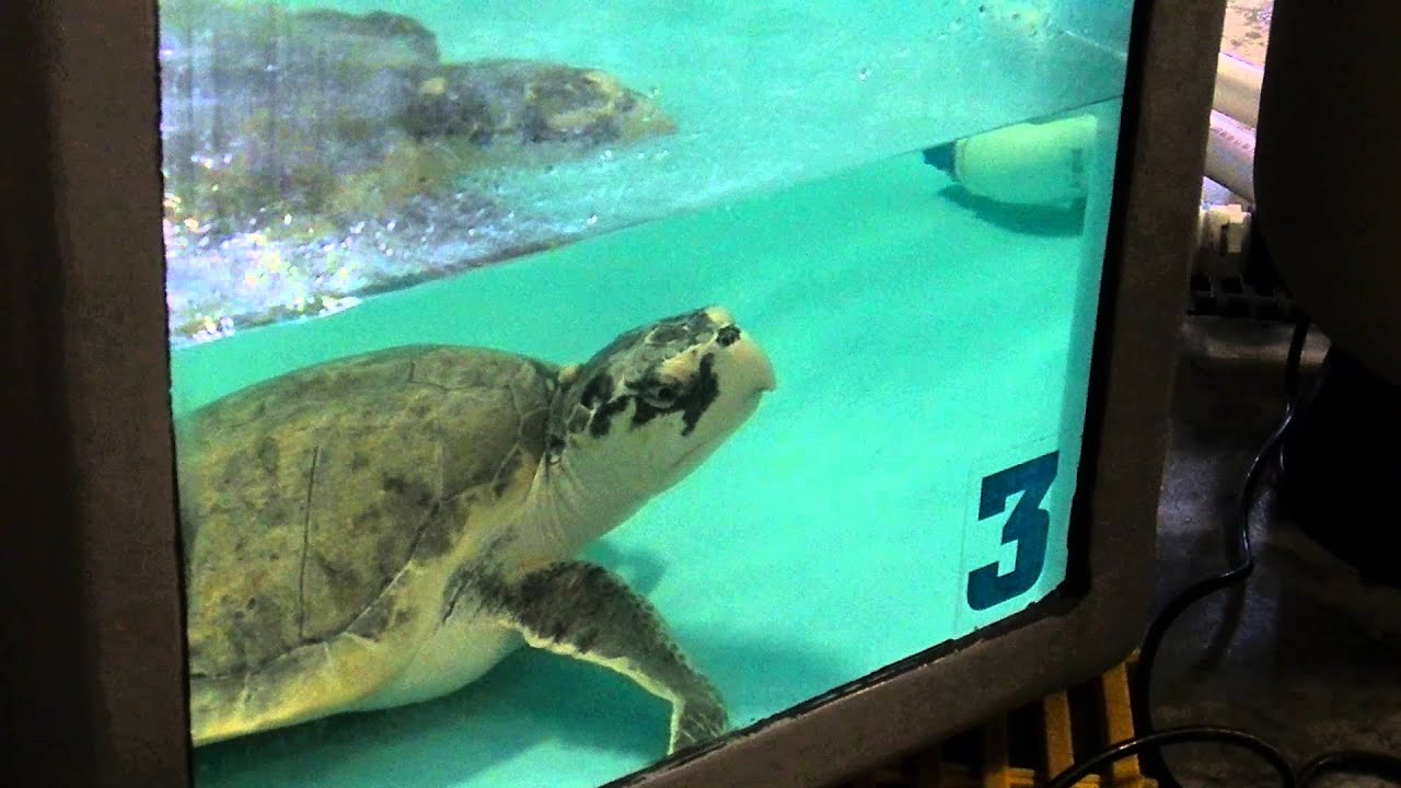 Weak little sea turtle with a barnacle on his head... taking a breath ...