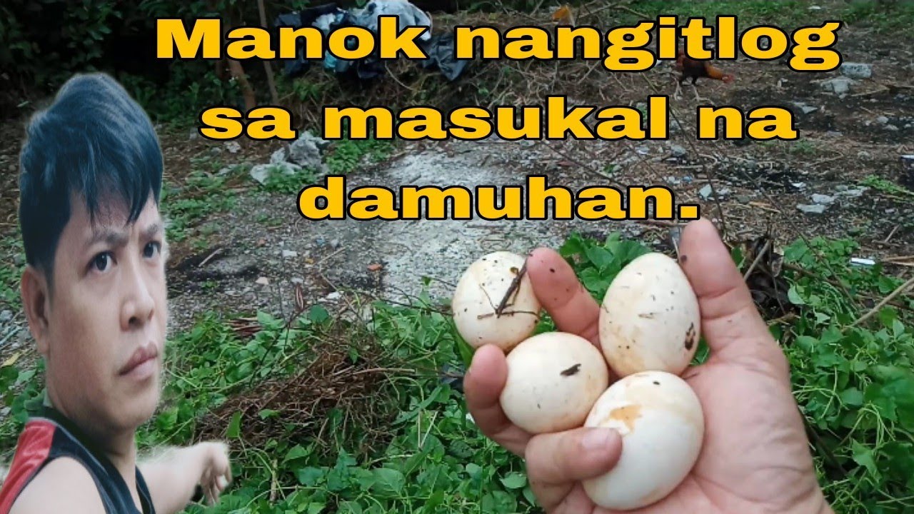 EPS. 03 Manok nangitlog sa Masukal na damuhan. - YouTube