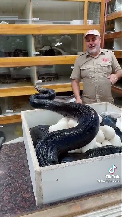 OMG Dangerous python snake attack #shorts #wild #snakes #reptiles # ...