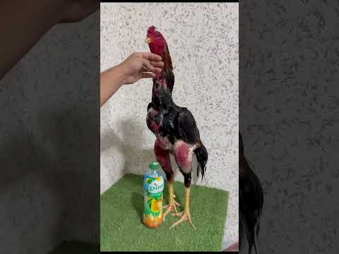 Томошага 👍🏻👍🏻#dakan #aseelmurga #hurozlar #ayam #oshamo #rooster #петух #ошамо #