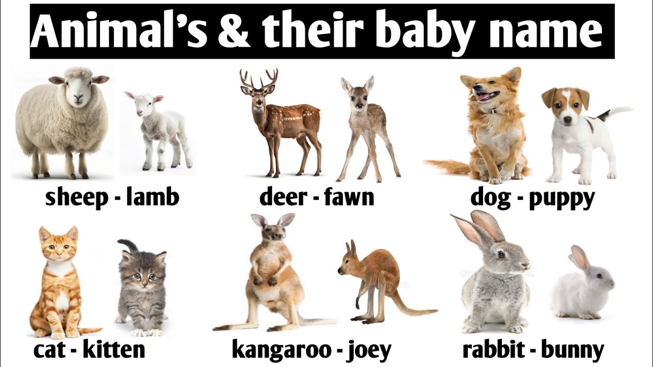 animal's name and their baby name / animals vocabulary / English ...