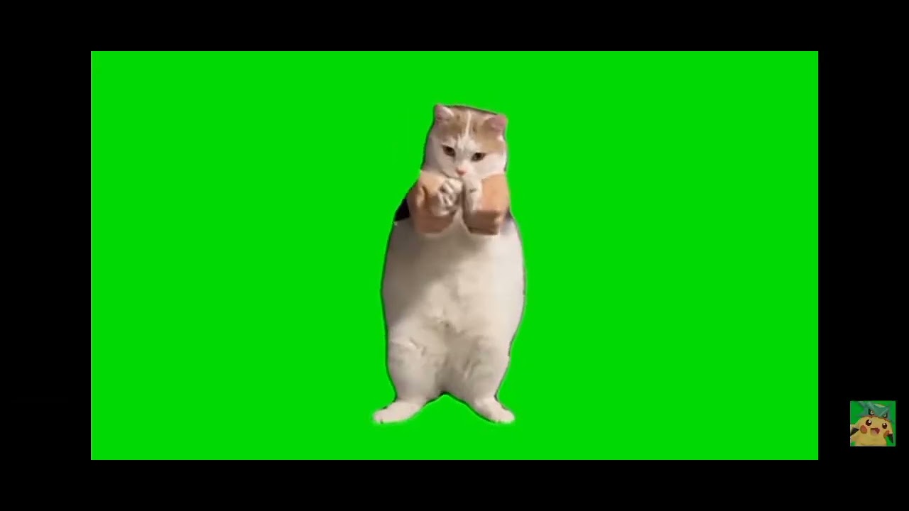 Preview 2 Cat Dancing To EDM - YouTube