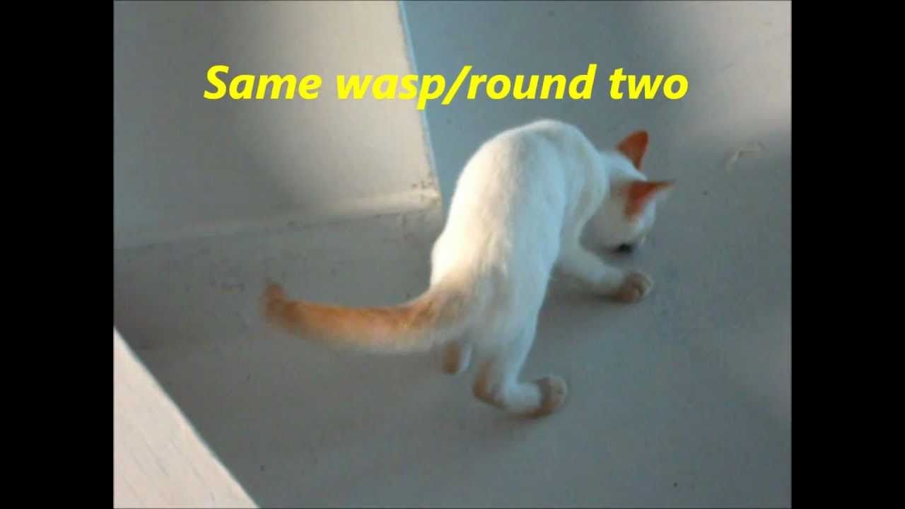 Cat vs Wasp - YouTube