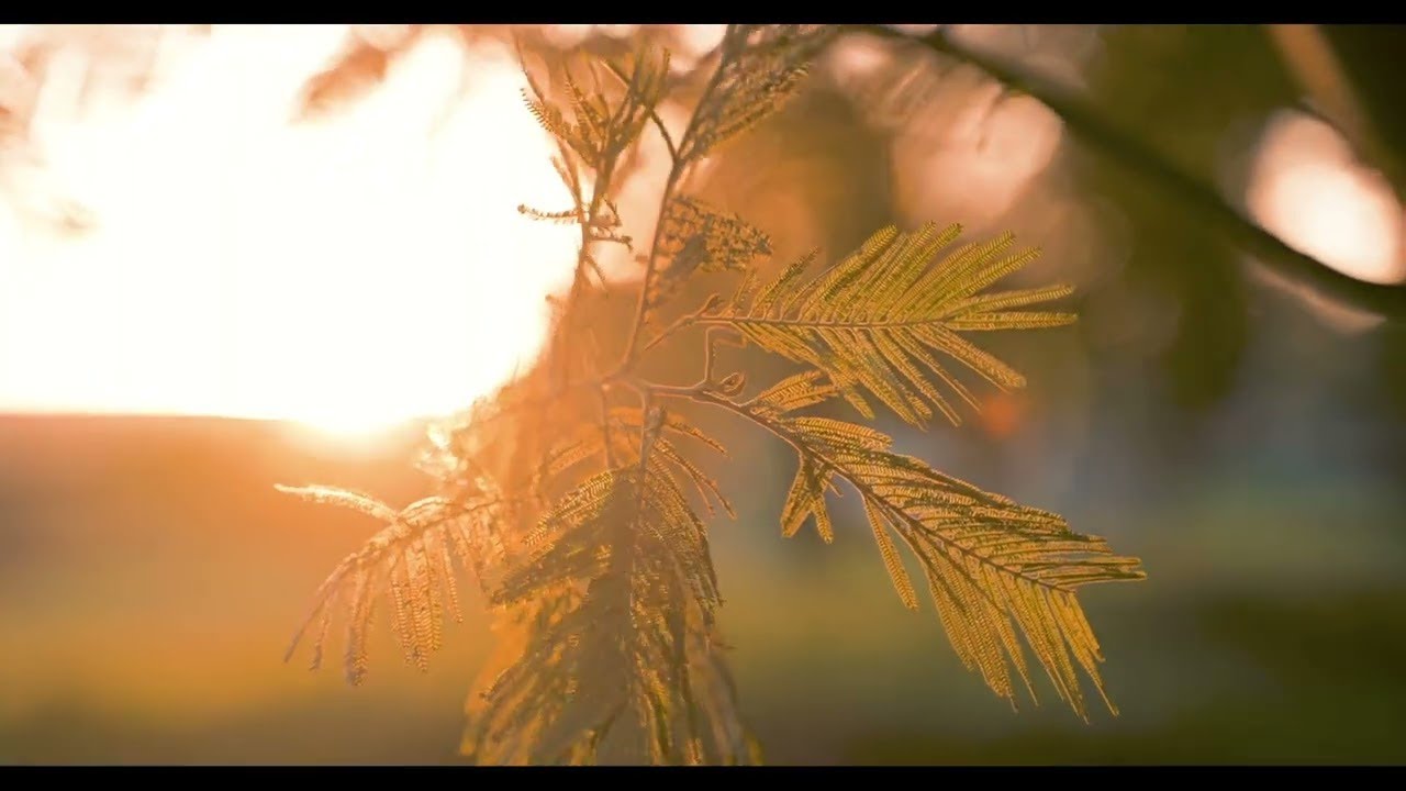 Healing Music with Positive Waves to Heal the Body, Mind and Soul ...