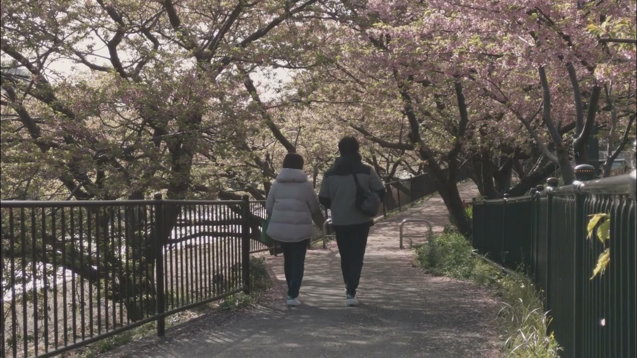 🌸河津桜 静岡県河津町 - Shizuoka , Japan in 4K🌸 MotionCam Raw Video Capture - YouTube