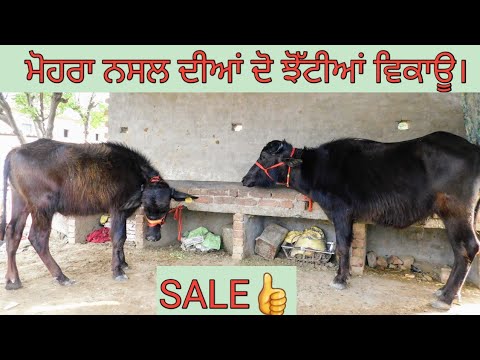 Two Murrah female (Sale)👍👌 75278-55850 - YouTube