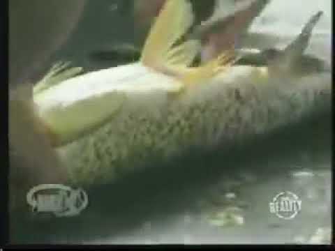 LIVE FISH COOKING - YouTube
