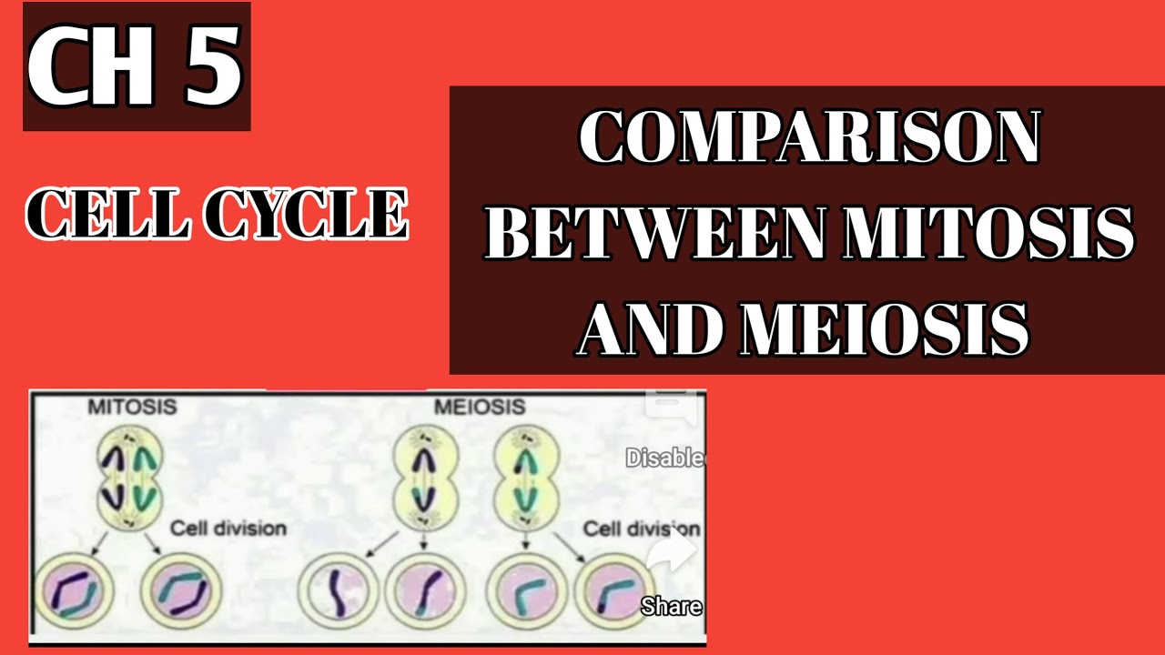 comparison between mitosis | and meiosis | cell cycle | chapter 5 ...