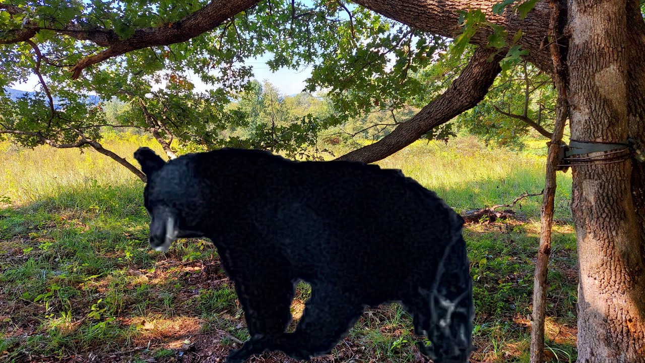Game Trail Camera Videos with Crazy Wild Bear Encounter - YouTube