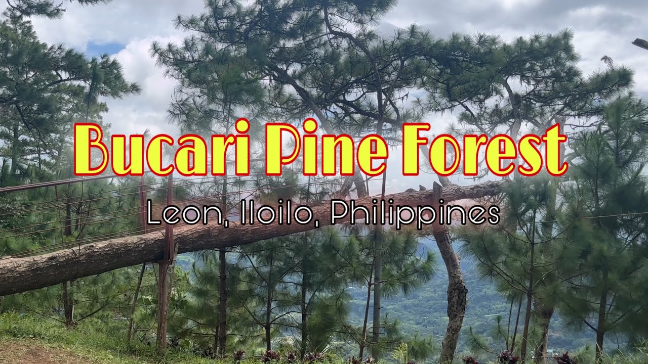 BUCARI PINE FOREST | LEON ILOILO PHILIPPINES - YouTube