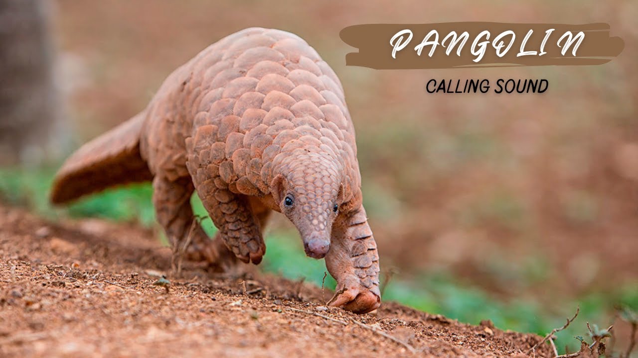 Pangolin Calling Sound - YouTube