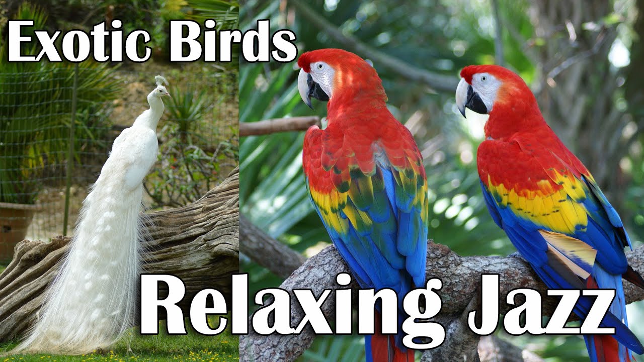Exotic Birds and Relaxing Jazz Music - Mellow Music for Background ...