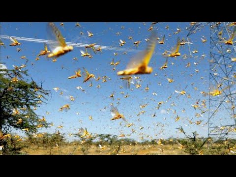 Locust Attack In India, Desert Pongopal Attack, Tiddi Dal Attack 2020 ...
