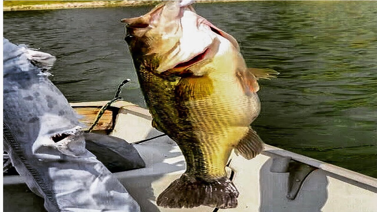 6lb Bass caught Fishing a "STUPID TUBE"!!! (How to Rig Stupid Tube ...