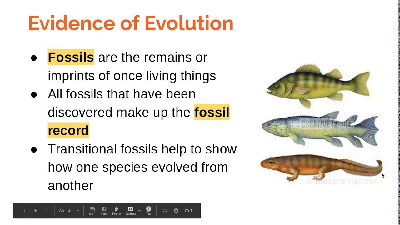Evidence of Evolution: Lecture - YouTube