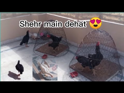 Shehr main dehat 😍 itny parindy - YouTube
