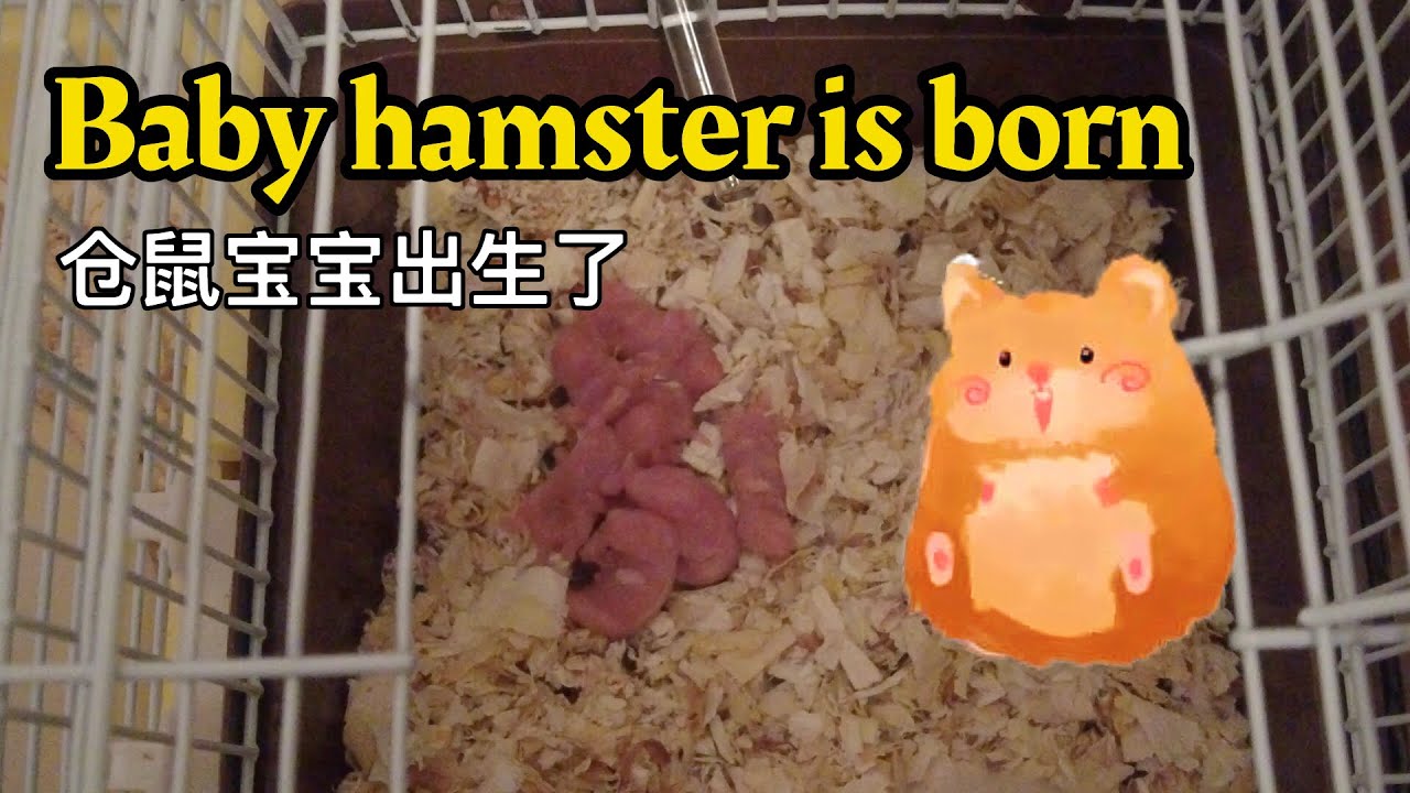 Baby hamster is born - YouTube