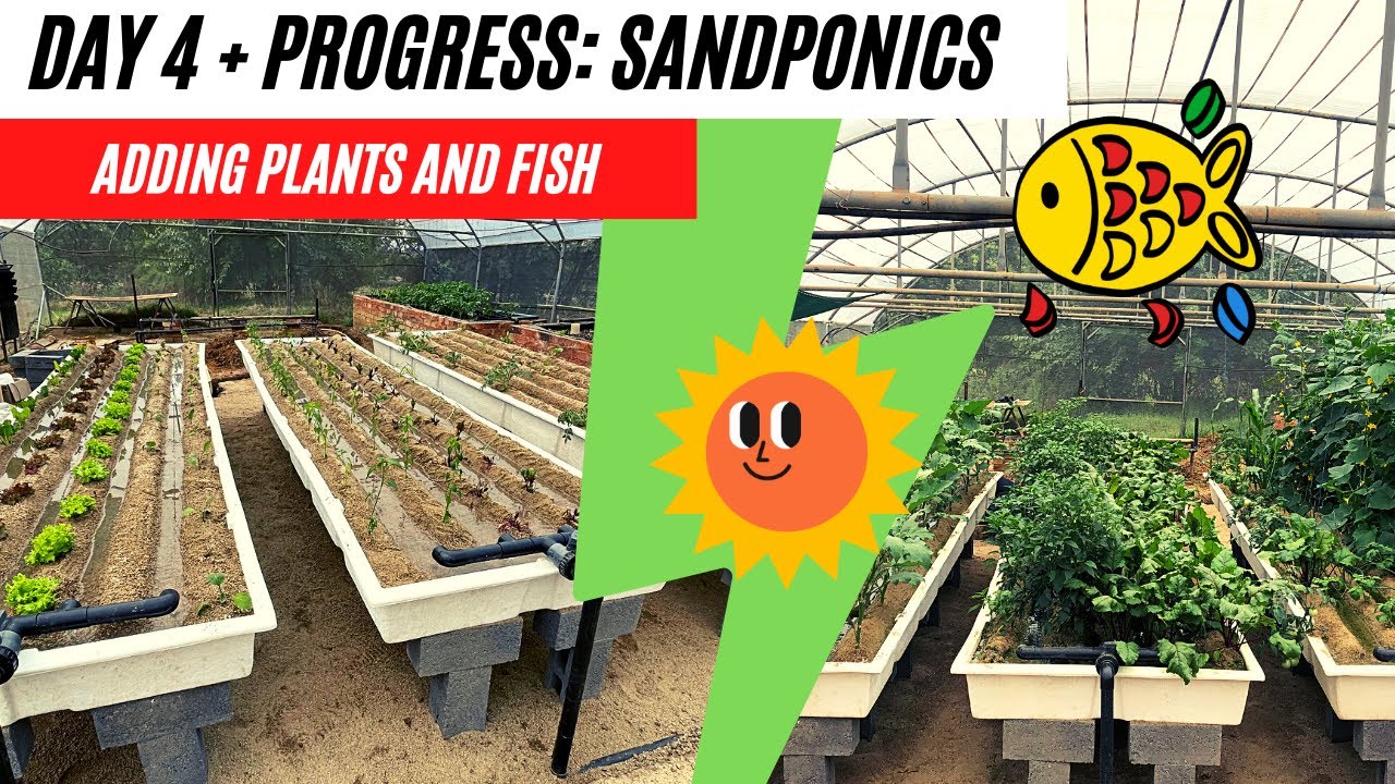 Sandponics Part 4 : Adding Plants & Fish: 2021 - YouTube