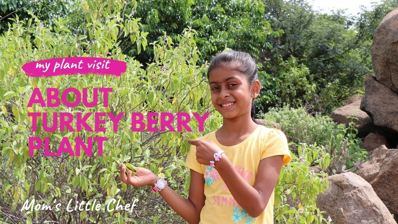 About Turkey Berry Plant / Sundakkai | Health Benefits of Turkey berry ...