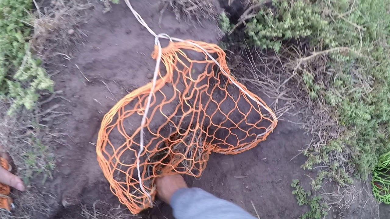 Ferreting Another Good Day - YouTube