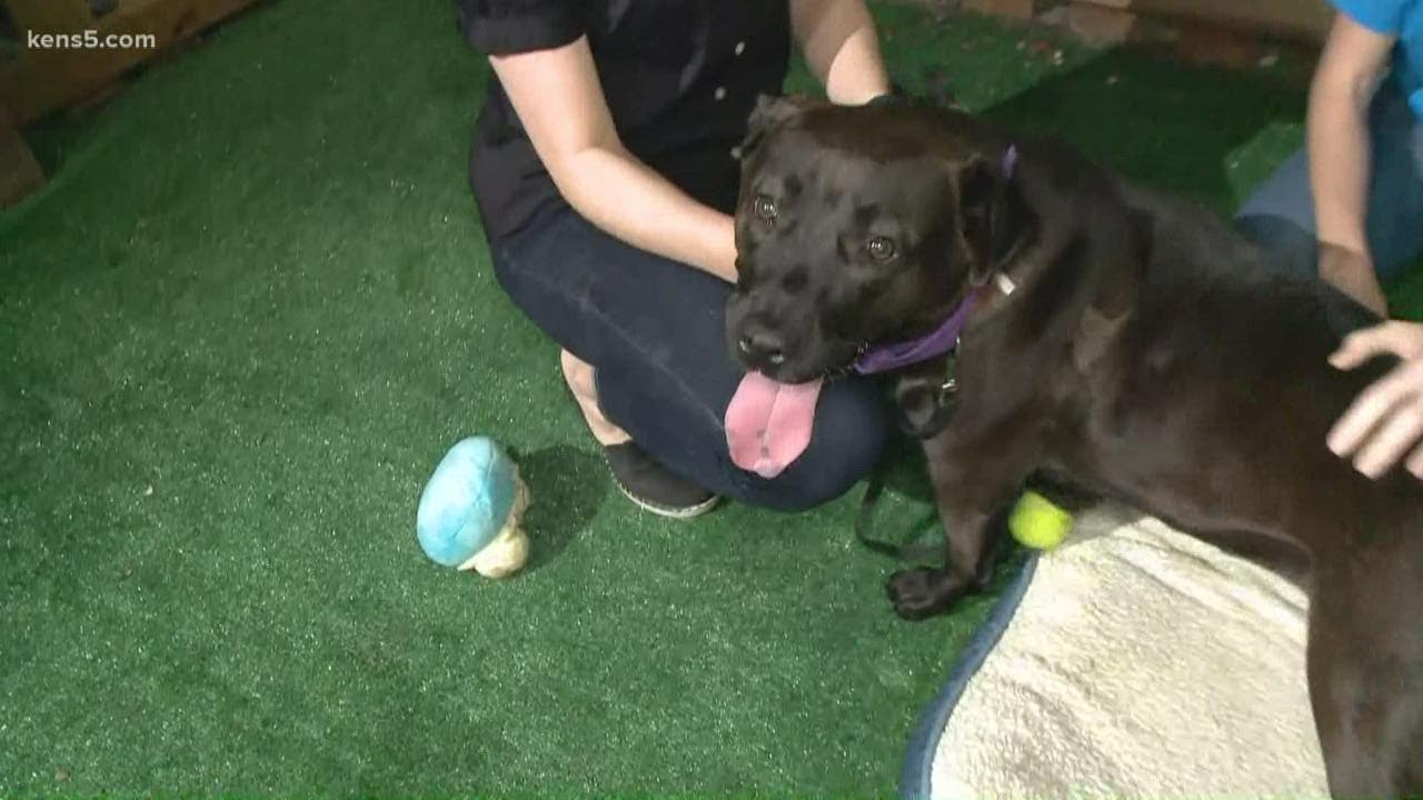 This 2 year old Dog Is Available For Adoption YouTube this-2-year-old-dog-is-available-for-adoption-youtube