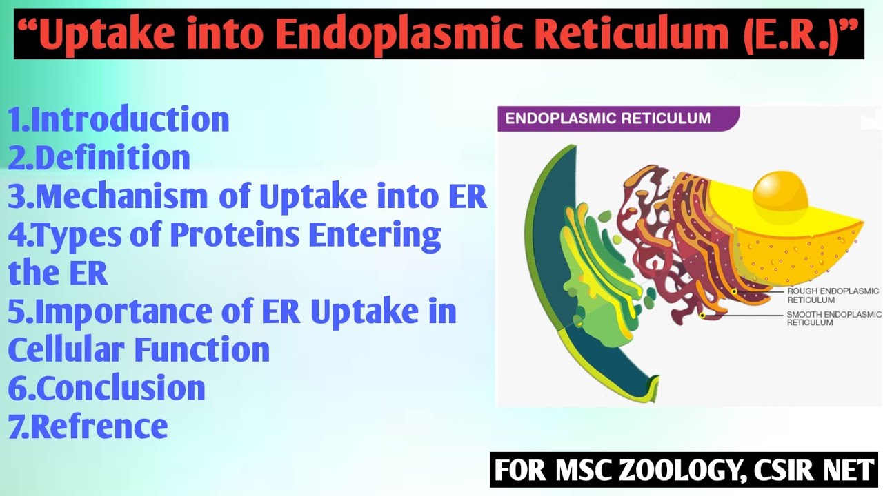Uptake into Endoplasmic Reticulum (E.R.) | Mechanism of Uptake into ER ...