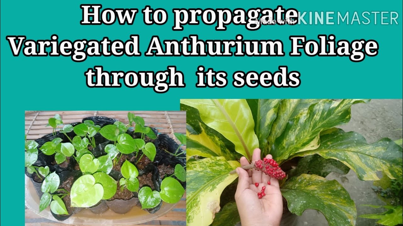 Anthurium Foliage Propagation and Care (English, Filipino) - YouTube