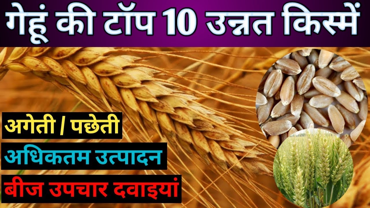 गेहूं की टॉप 10 उन्नत किस्में | Top 10 Advanced Varieties of Wheat ...