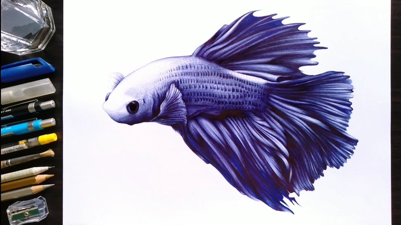 Drawing Betta Fish 🐟 Using Ballpoint Pen. - YouTube