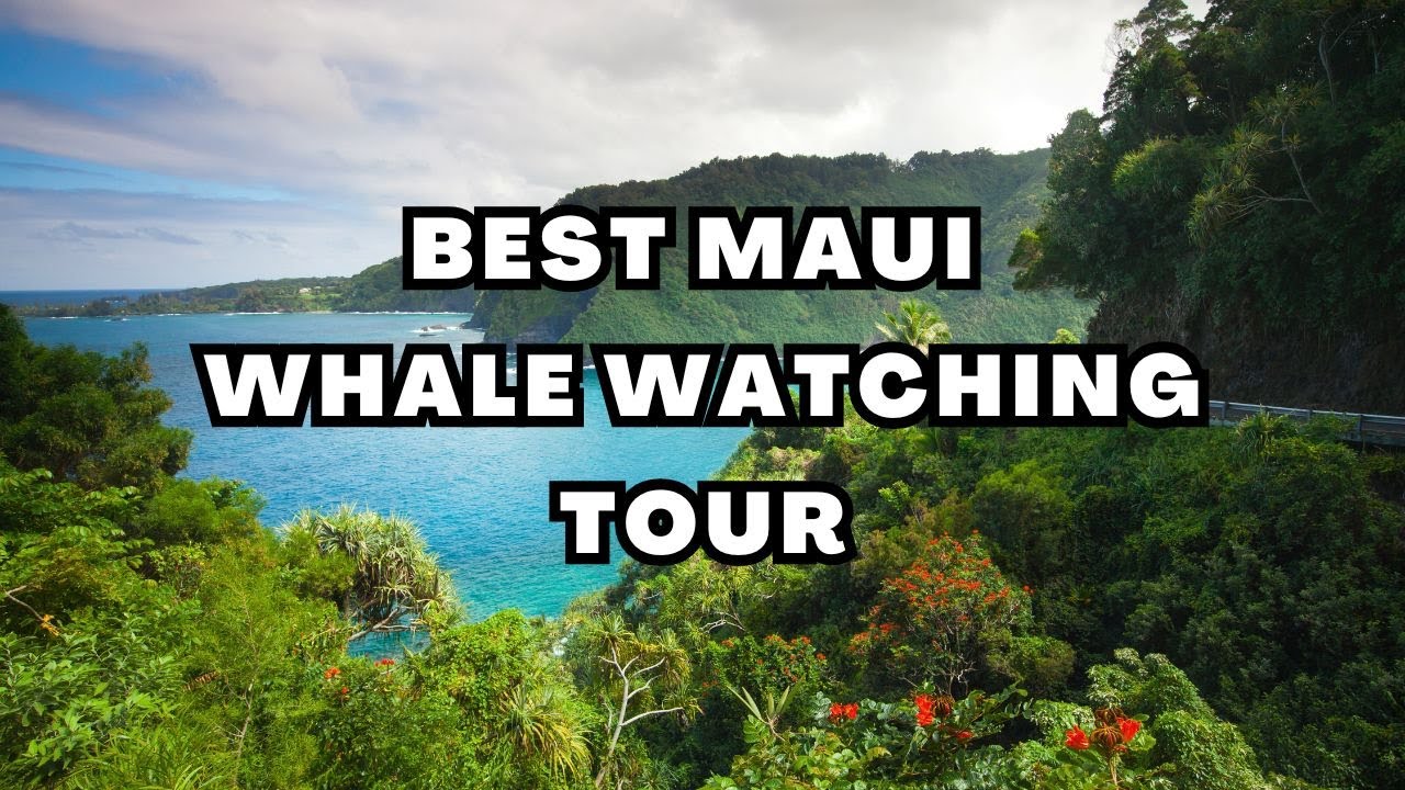 Exploring the Best Maui Whale Watching Tour with PacWhale EcoAdventures ...