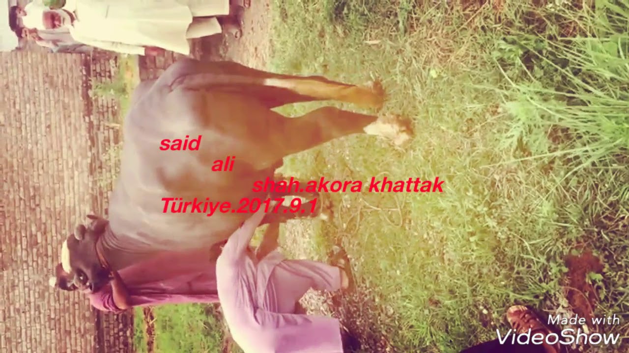 Akora khattak - YouTube