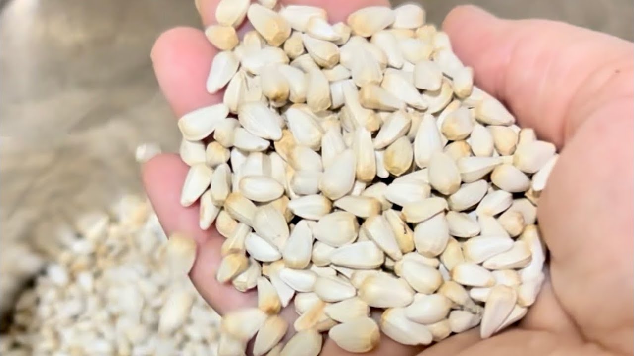 Indulge In The Divine Flavor Of Kusubi Kheer | Safflower seed Delight ...