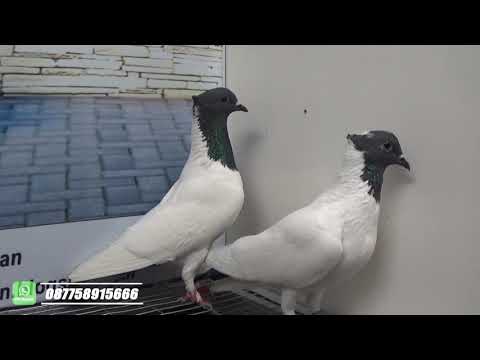 MERPATI SONGKOP 21092020 - YouTube