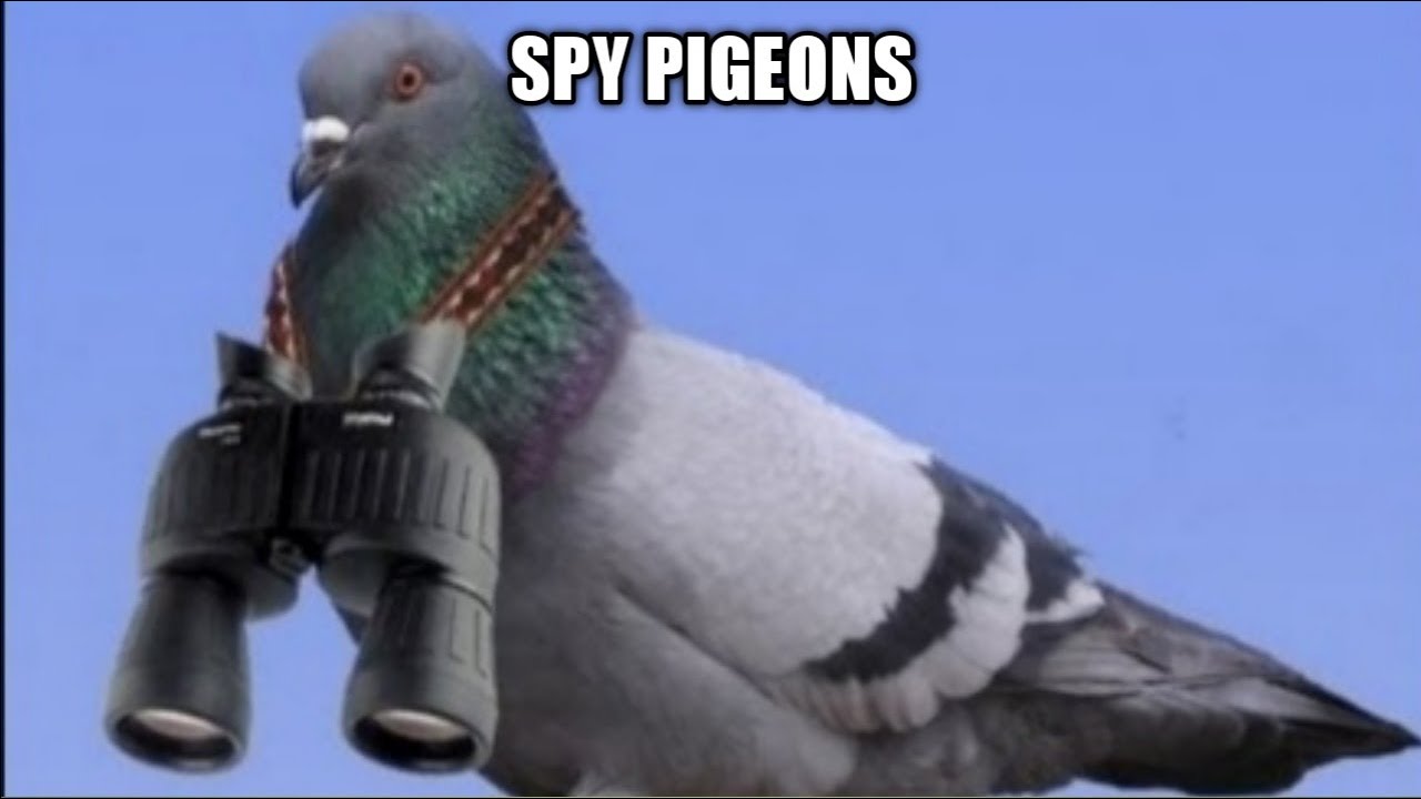 Catch The Pigeon - YouTube