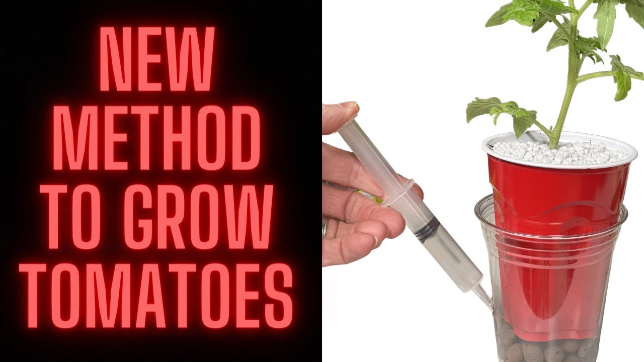 Grow Perfect, Healthy Tomatoes Every Time | Double Cup Method Revealed ...